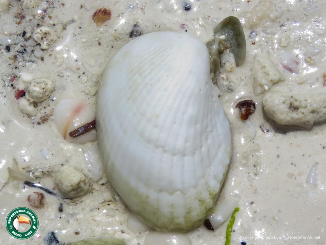 Anadara sp 4 - Biofaces - Bring Nature Closer