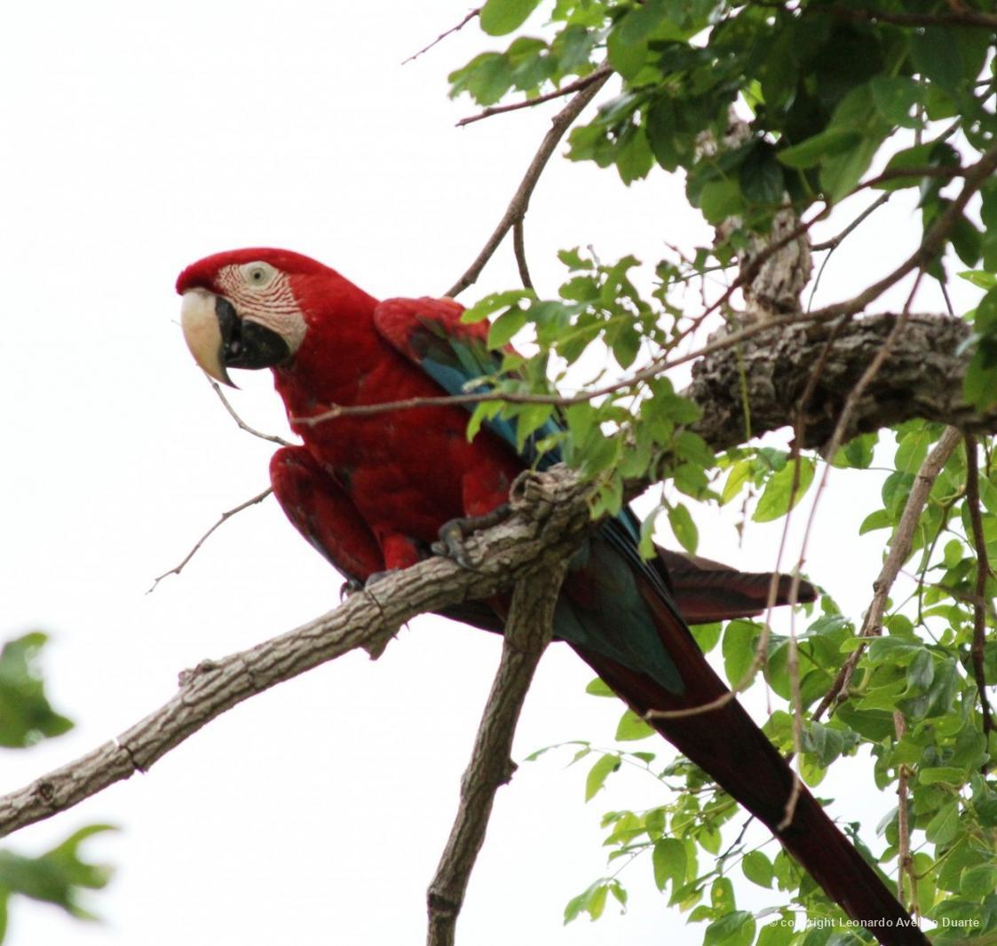 Arara-Vermelha-Grande #561 - Biofaces - Bring Nature Closer