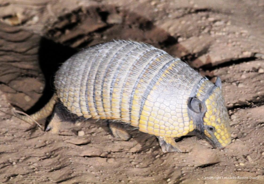 Tatu-Peba #1048 - Biofaces - Bring Nature Closer