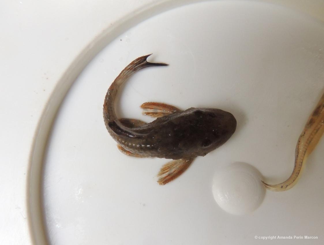 Otothyris #51053 - Biofaces - Bring Nature Closer