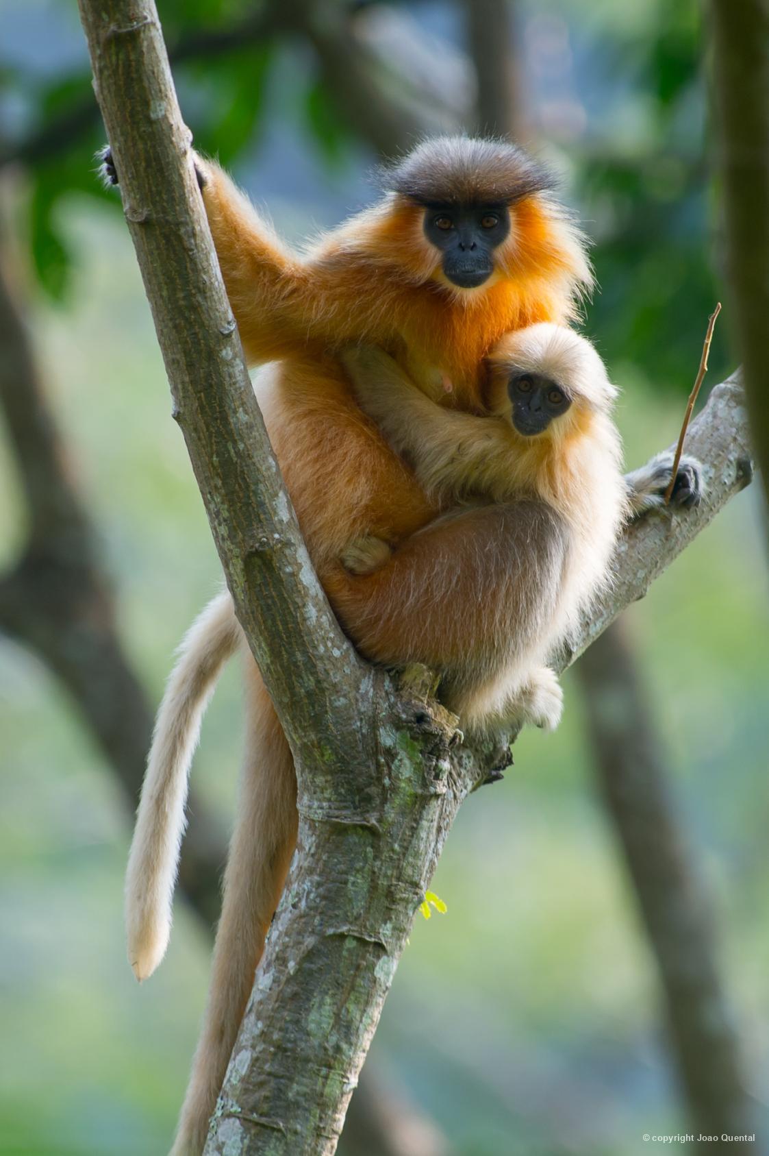 Golden #95689 - Biofaces - Bring Nature Closer