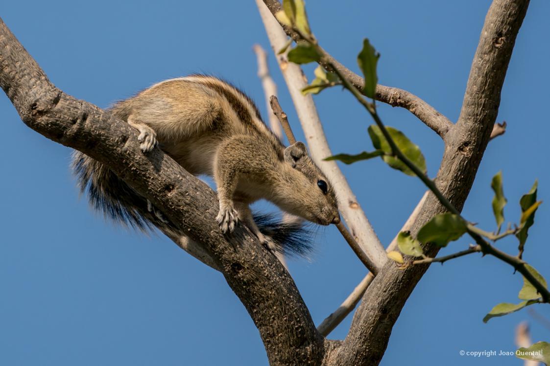 Funambulus #104979 - Biofaces - Bring Nature Closer