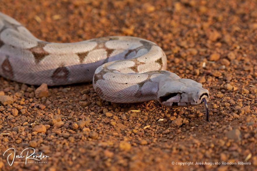 Jibóia #133481 - Biofaces - Bring Nature Closer