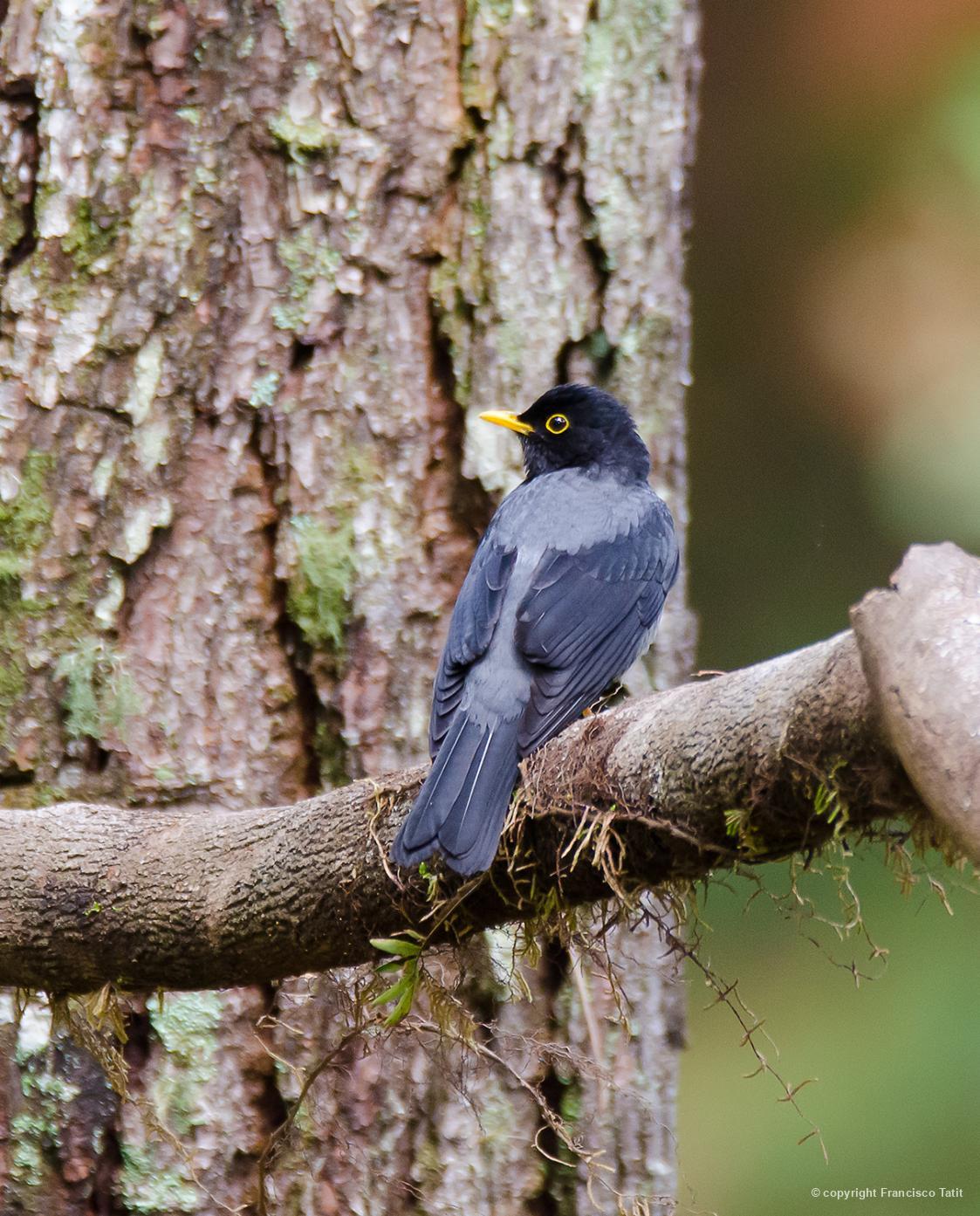 Sabiá-una #81234 - Biofaces - Bring Nature Closer