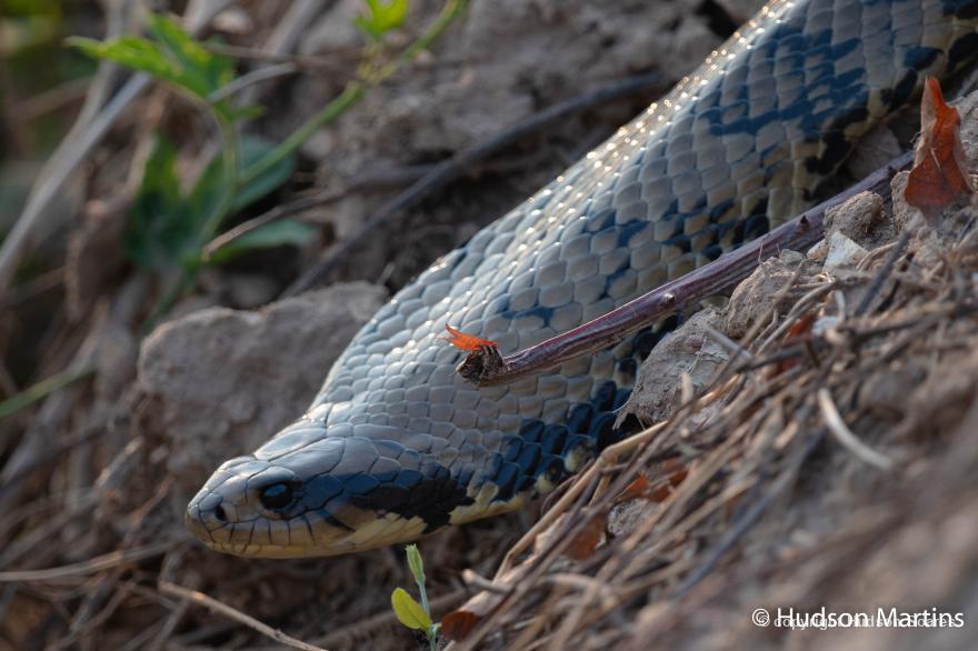 Surucucu #248417 - Biofaces - Bring Nature Closer