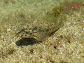 Bathygobius soporator #6682 - Biofaces - Bring Nature Closer