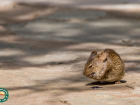 Arvicanthis niloticus #16505 - Biofaces - Bring Nature Closer