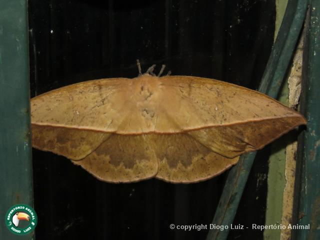 Lonomia Obliqua Moth
