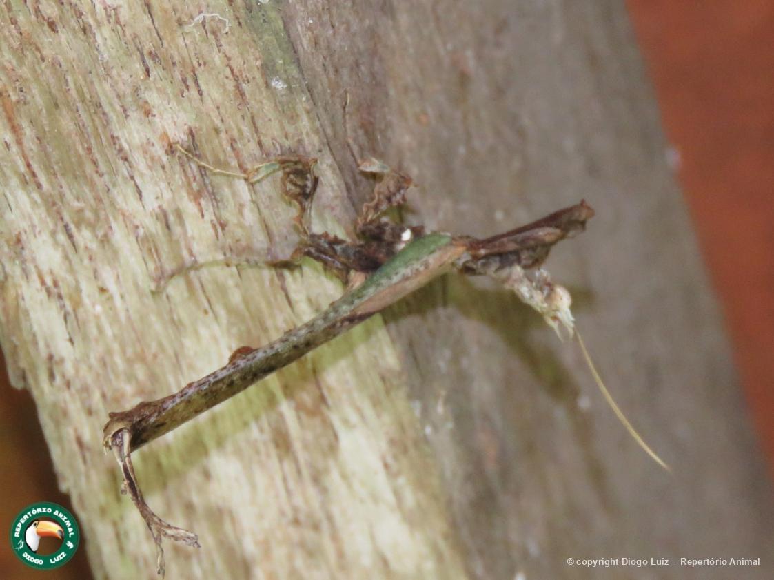 Stenophylla #96057 - Biofaces - Bring Nature Closer