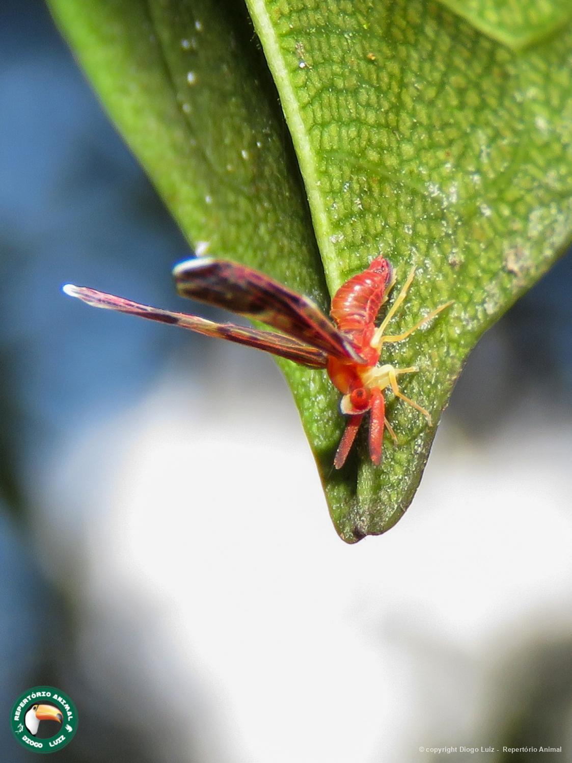 Anotia #98894 - Biofaces - Bring Nature Closer