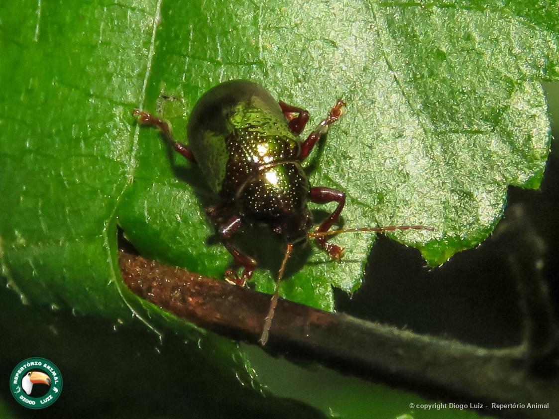 Iphimeis #132388 - Biofaces - Bring Nature Closer