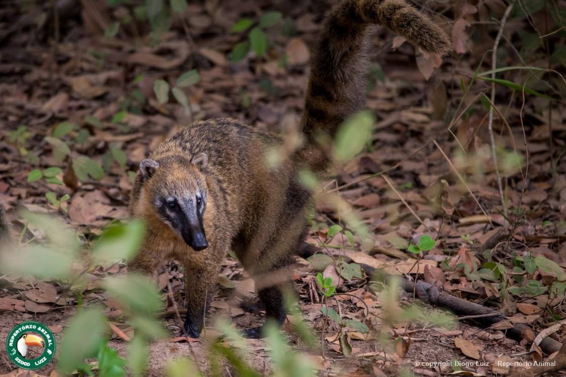 Nasua #146770 - Biofaces - Bring Nature Closer