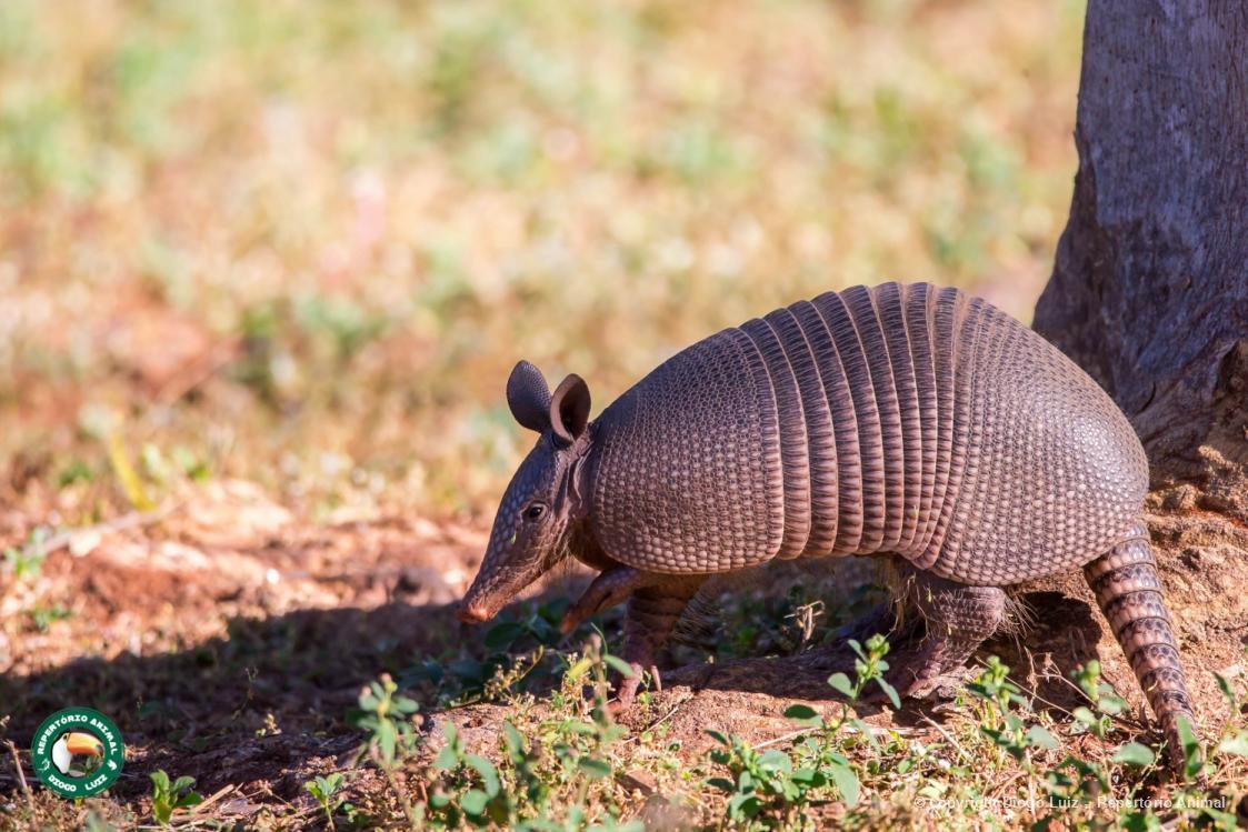 Dasypus #148133 - Biofaces - Bring Nature Closer