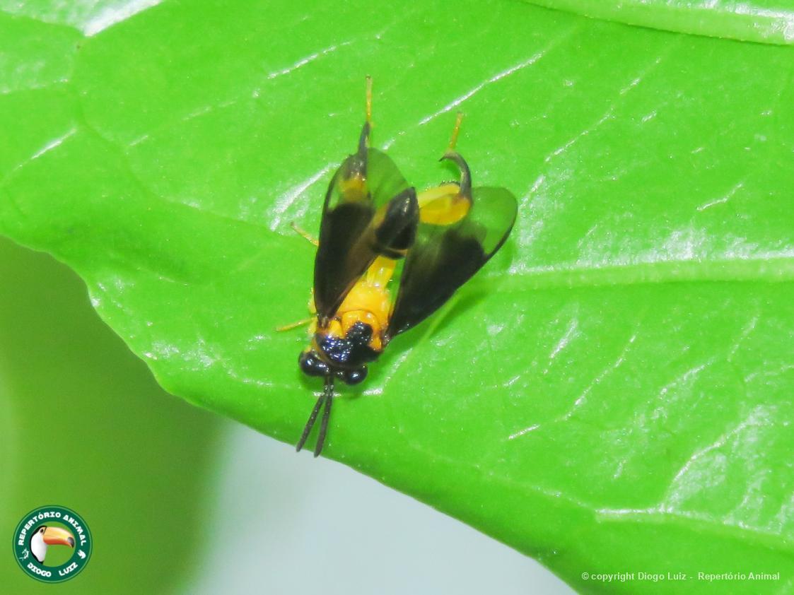 Chalcididae. #161260 - Biofaces - Bring Nature Closer