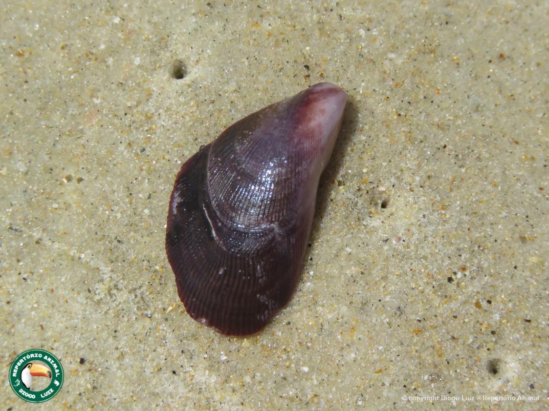 Brachidontes #161739 - Biofaces - Bring Nature Closer