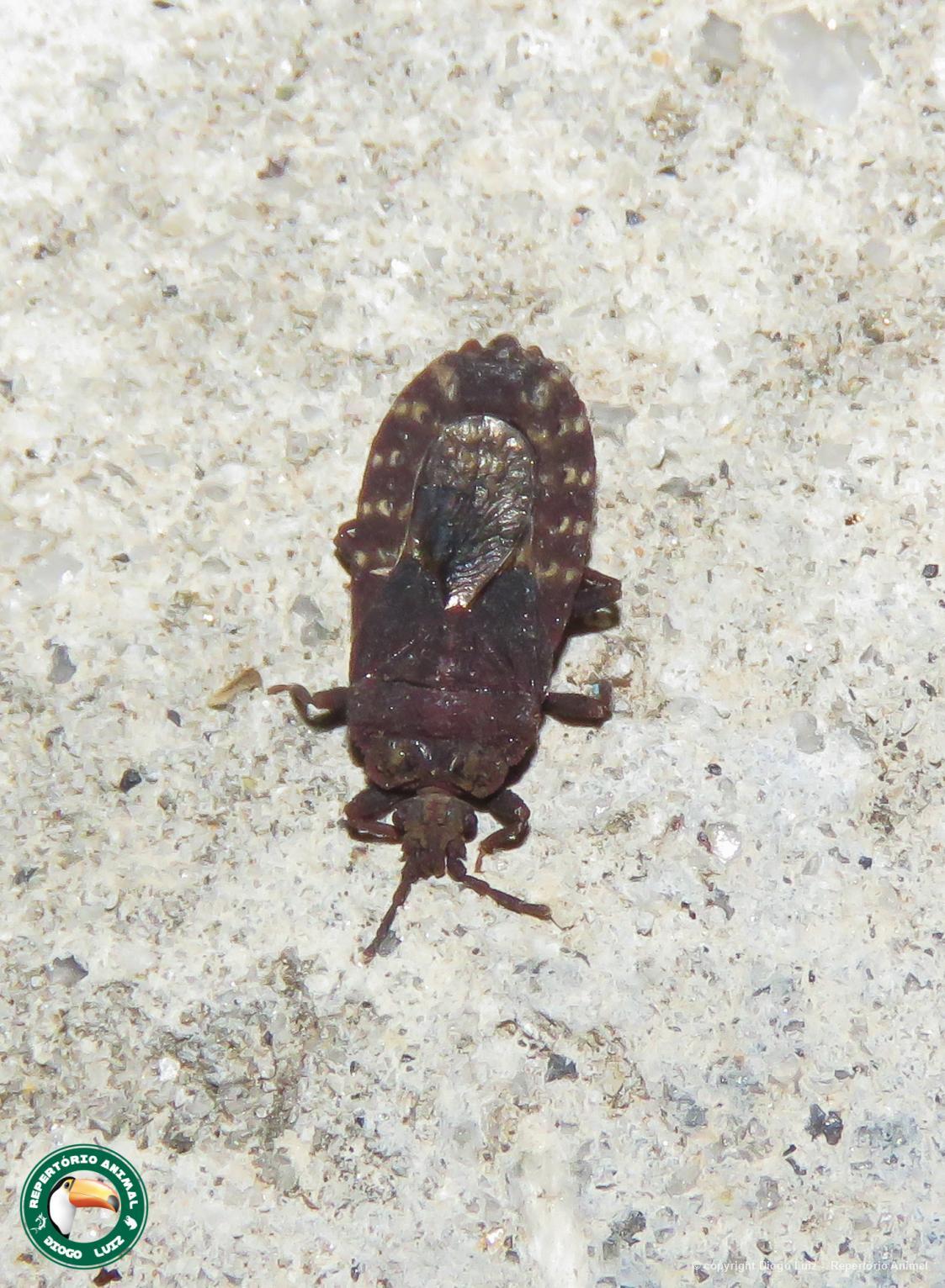 Aradidae #161884 - Biofaces - Bring Nature Closer