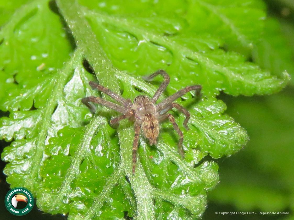 Sparassidae #164589 - Biofaces - Bring Nature Closer