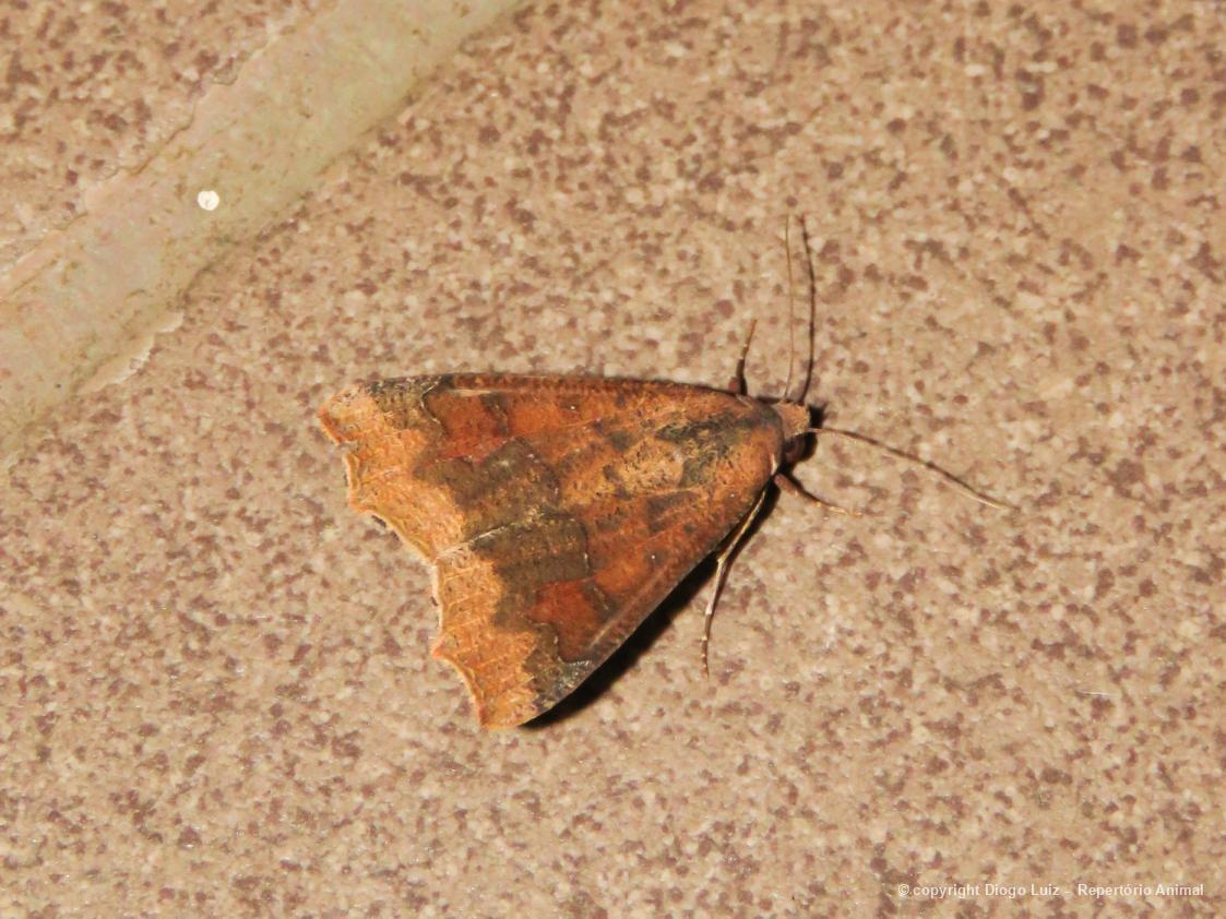 Anomis #172867 - Biofaces - Bring Nature Closer