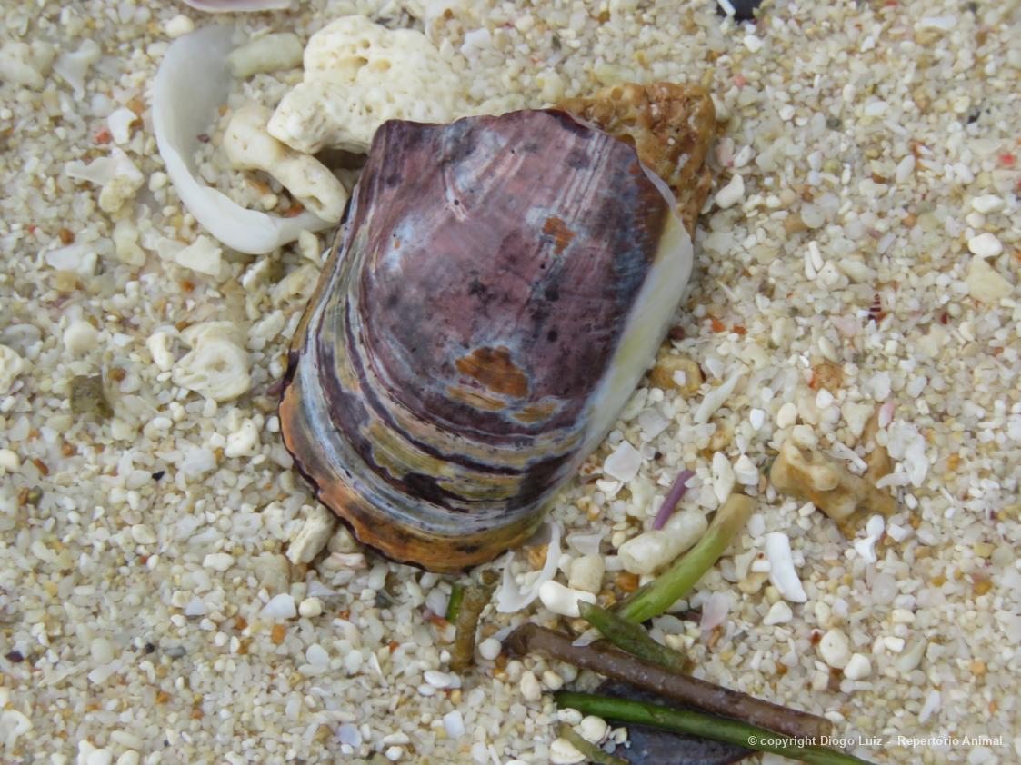 Concha #173983 - Biofaces - Bring Nature Closer