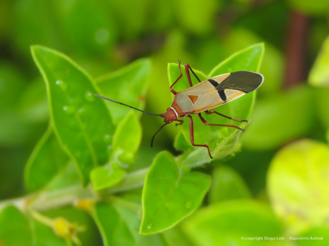 Dysdercus #174630 - Biofaces - Bring Nature Closer