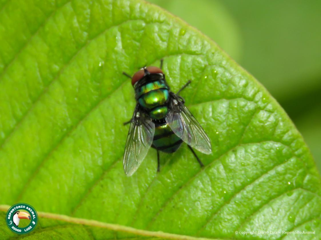 Chrysomya #175100 - Biofaces - Bring Nature Closer