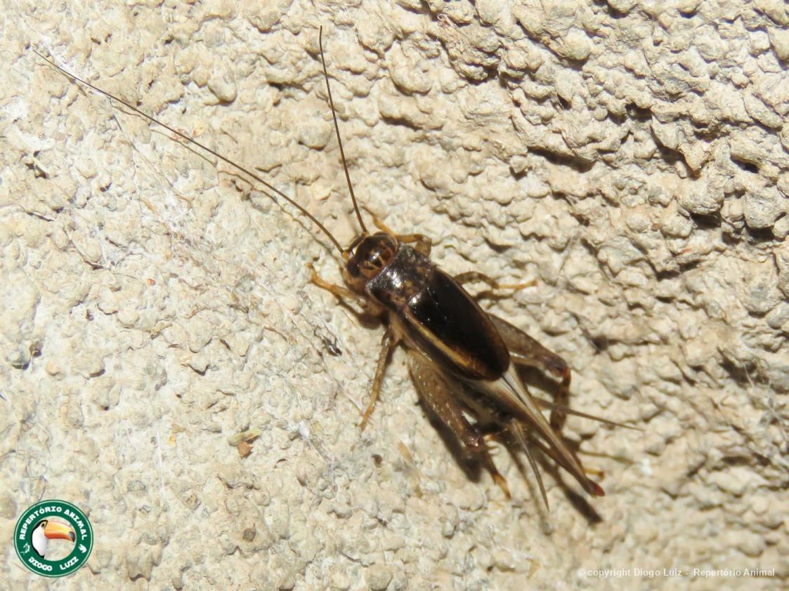 Teleogryllus #176014 - Biofaces - Bring Nature Closer