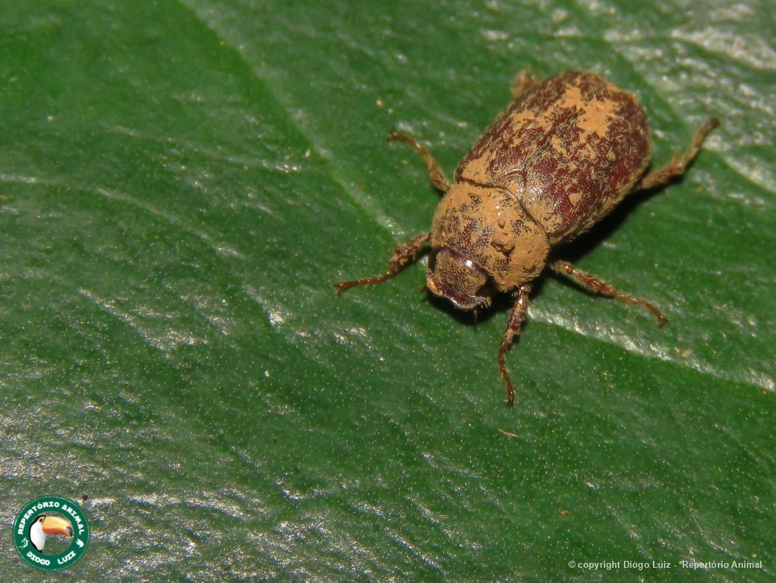 Phyllophaga #176874 - Biofaces - Bring Nature Closer