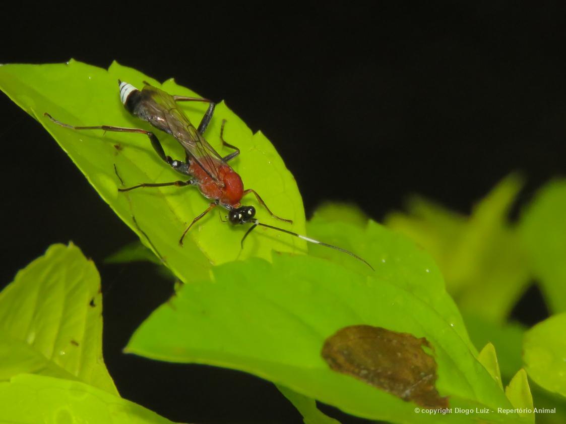 Cryptinae #177770 - Biofaces - Bring Nature Closer