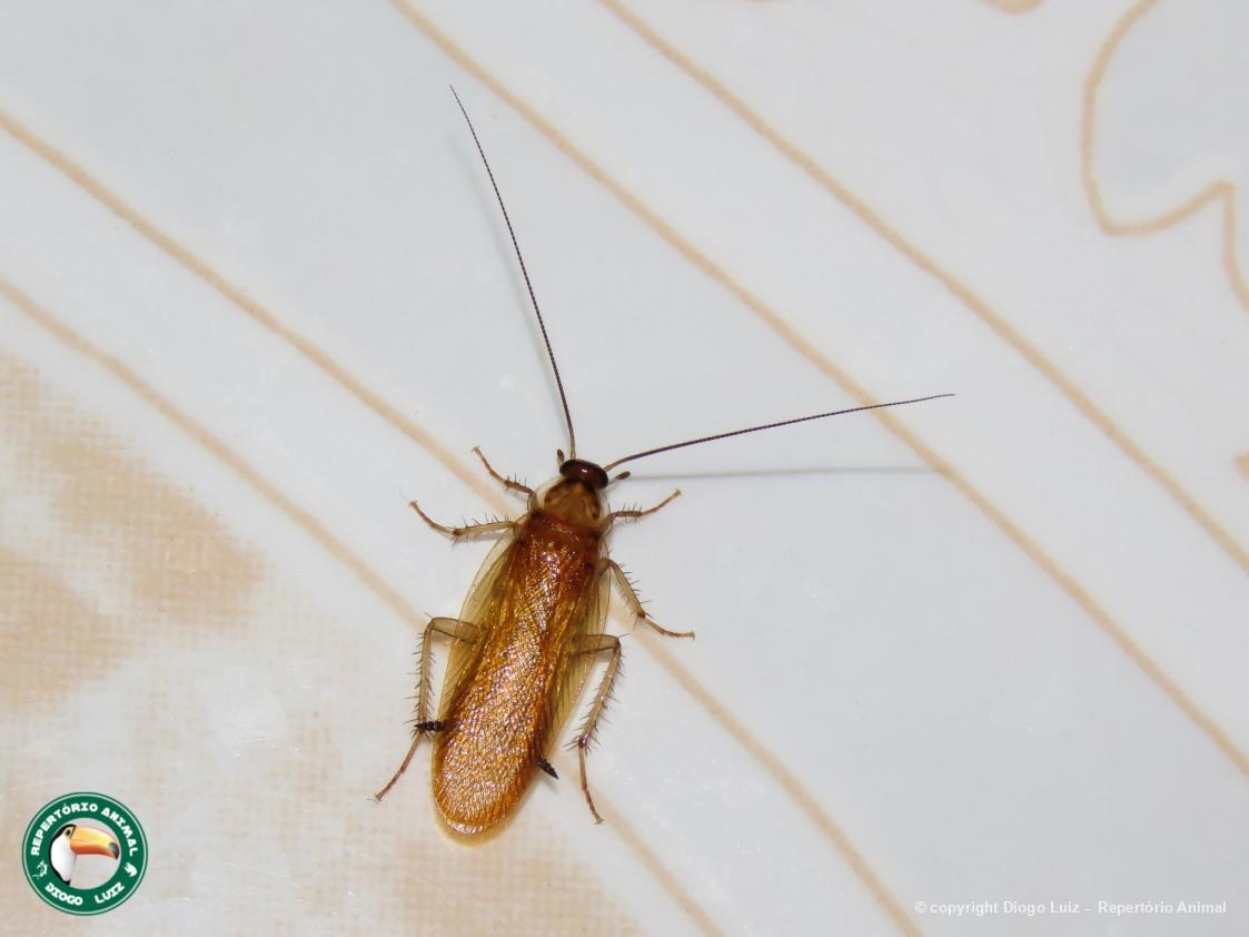 Blattodea #178872 - Biofaces - Bring Nature Closer