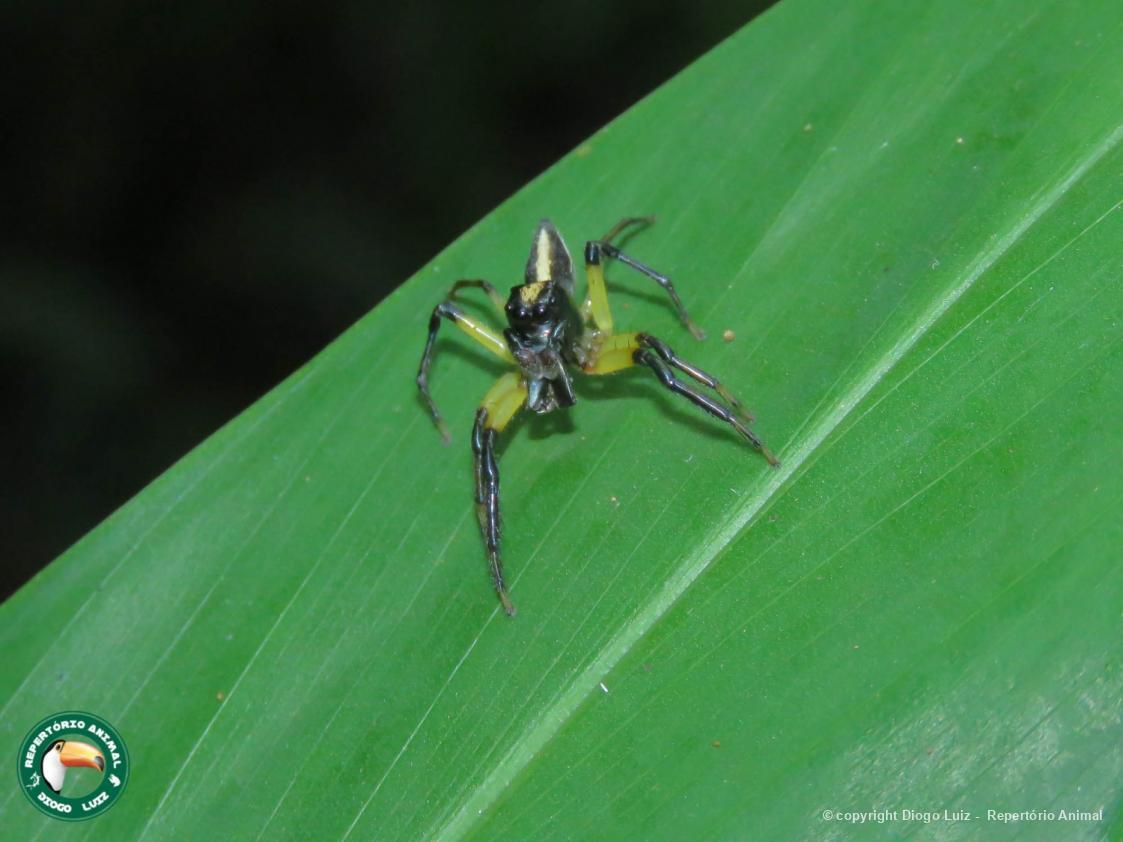 Amycus #202265 - Biofaces - Bring Nature Closer