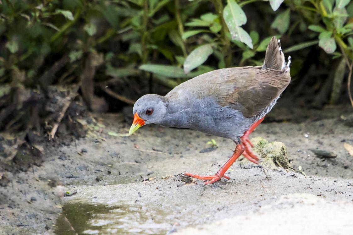 Turu-turu #170612 - Biofaces - Bring Nature Closer