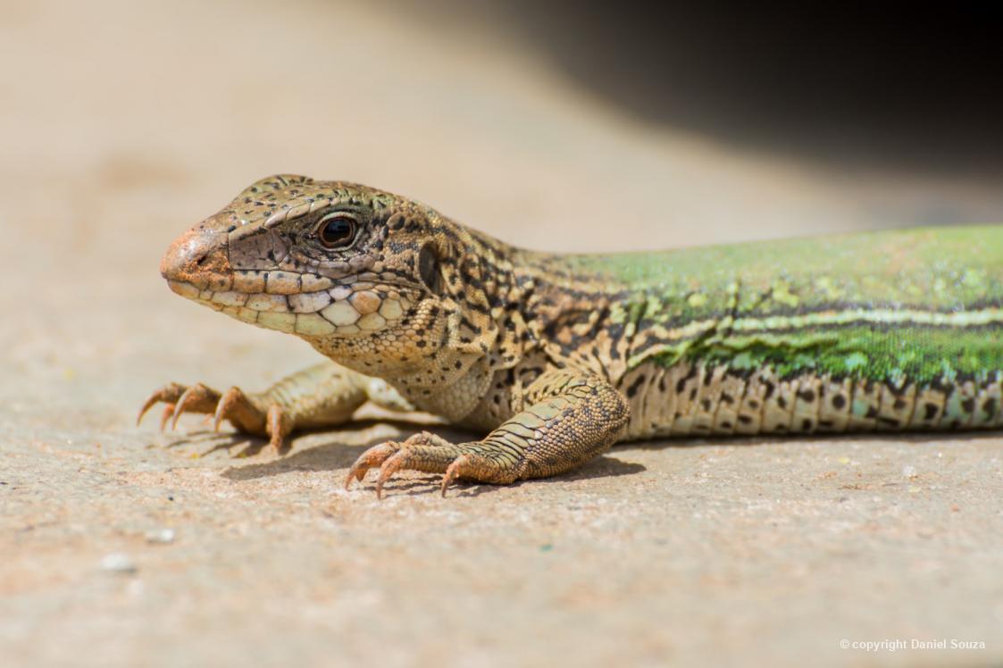 Calango #35564 - Biofaces - Bring Nature Closer