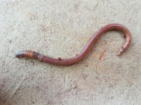 Pheretima hawayana #11021 - Biofaces - Bring Nature Closer