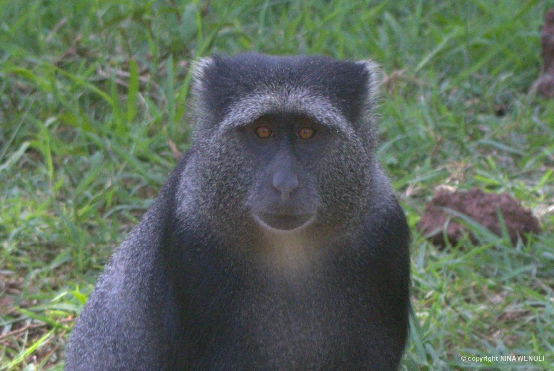 MACACO #103047 - Biofaces - Bring Nature Closer