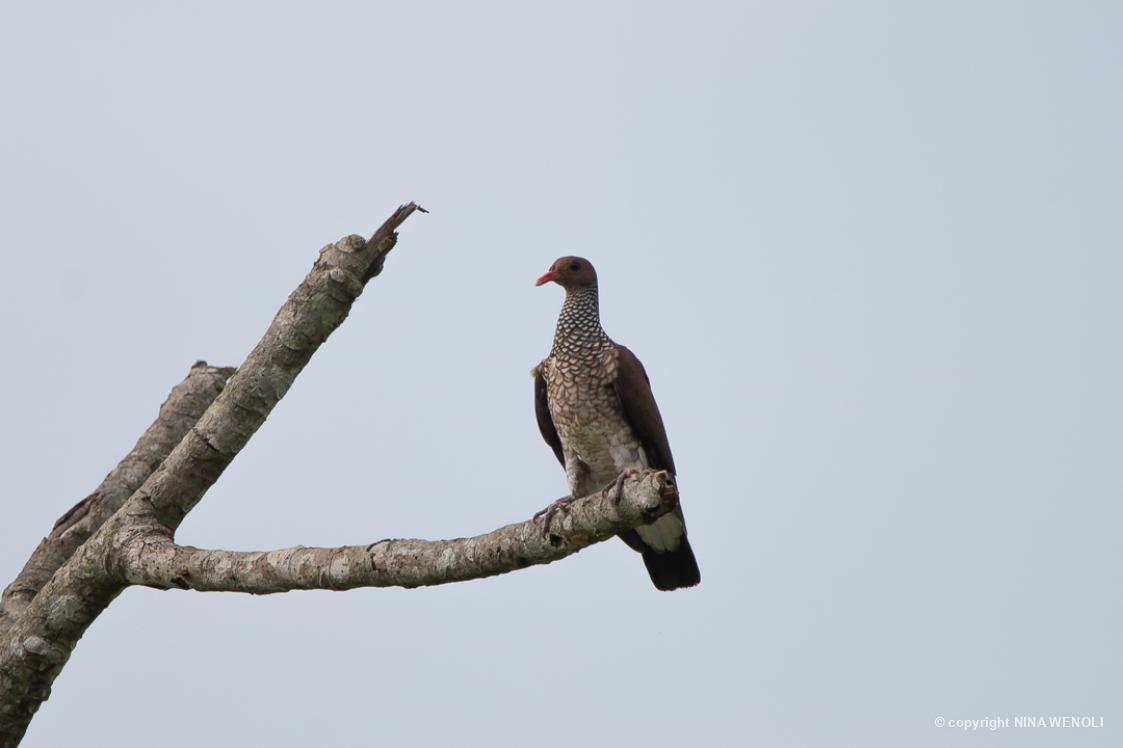 POMBA-TROCAL #165857 - Biofaces - Bring Nature Closer