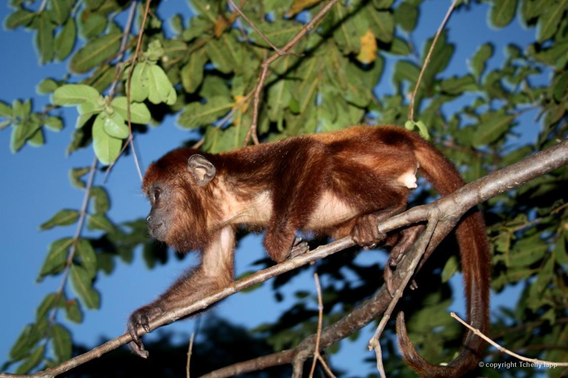 Alouatta #73354 - Biofaces - Bring Nature Closer