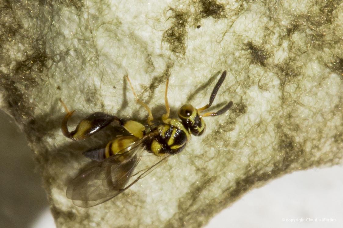 Vespa #128726 - Biofaces - Bring Nature Closer