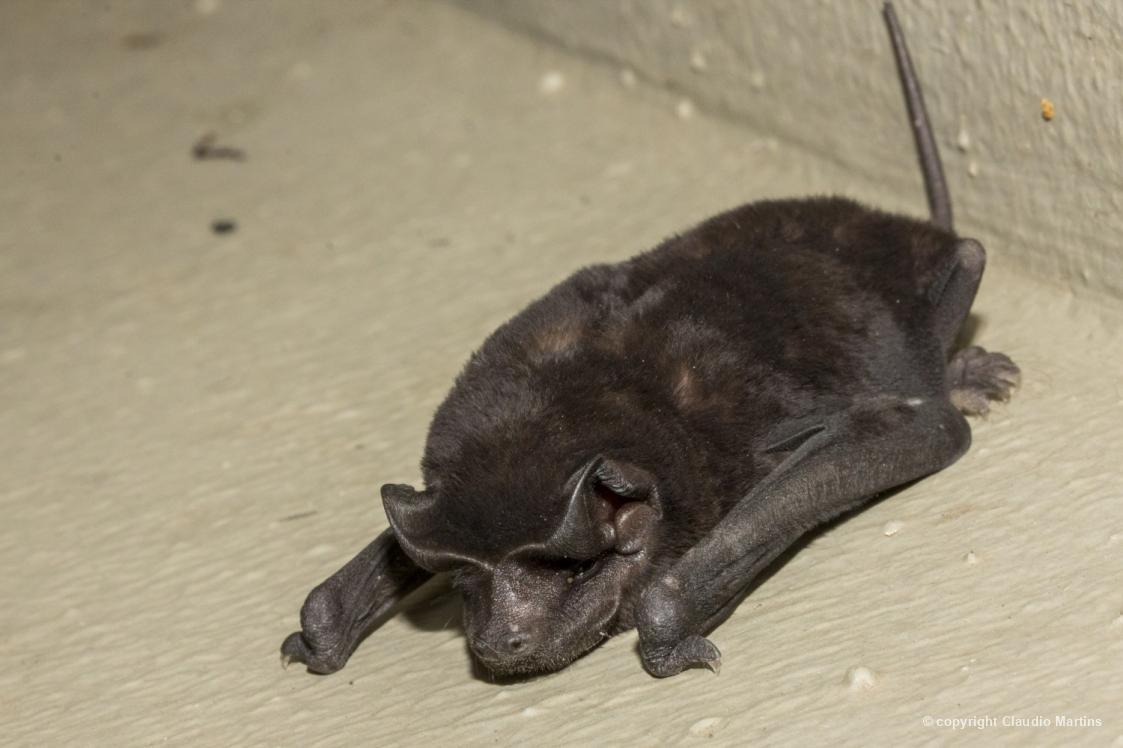 Morcego #150990 - Biofaces - Bring Nature Closer