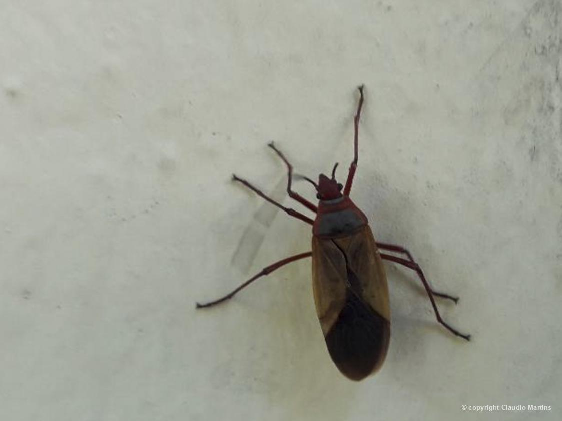 Percevejo #167446 - Biofaces - Bring Nature Closer