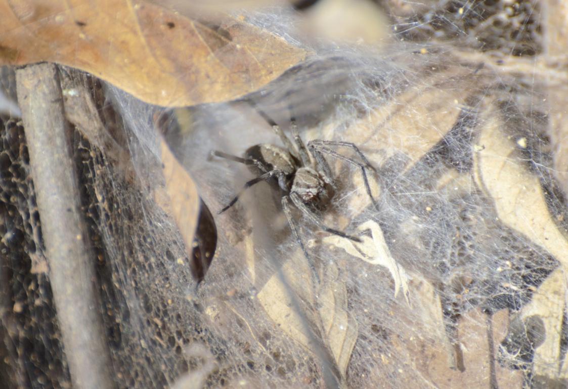 Aranha #200654 - Biofaces - Bring Nature Closer