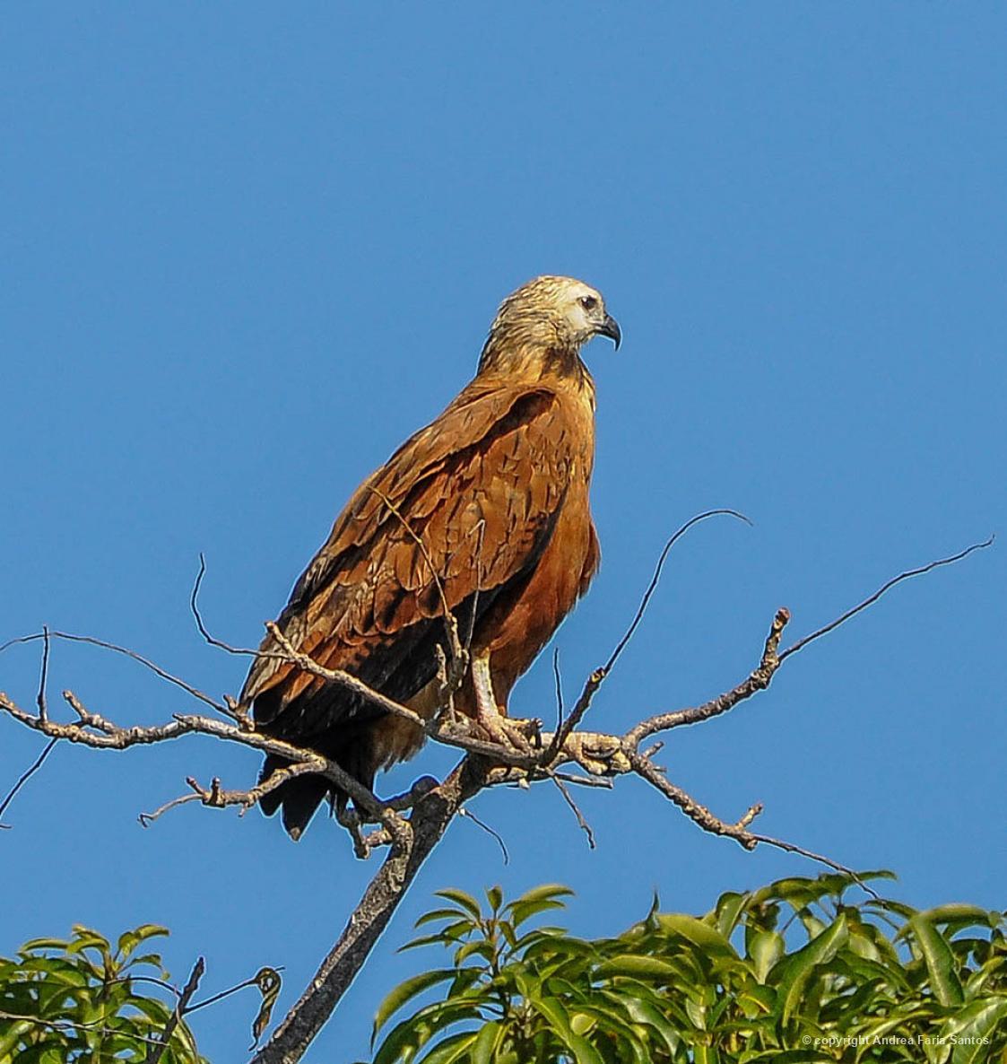 Gavião #97894 - Biofaces - Bring Nature Closer