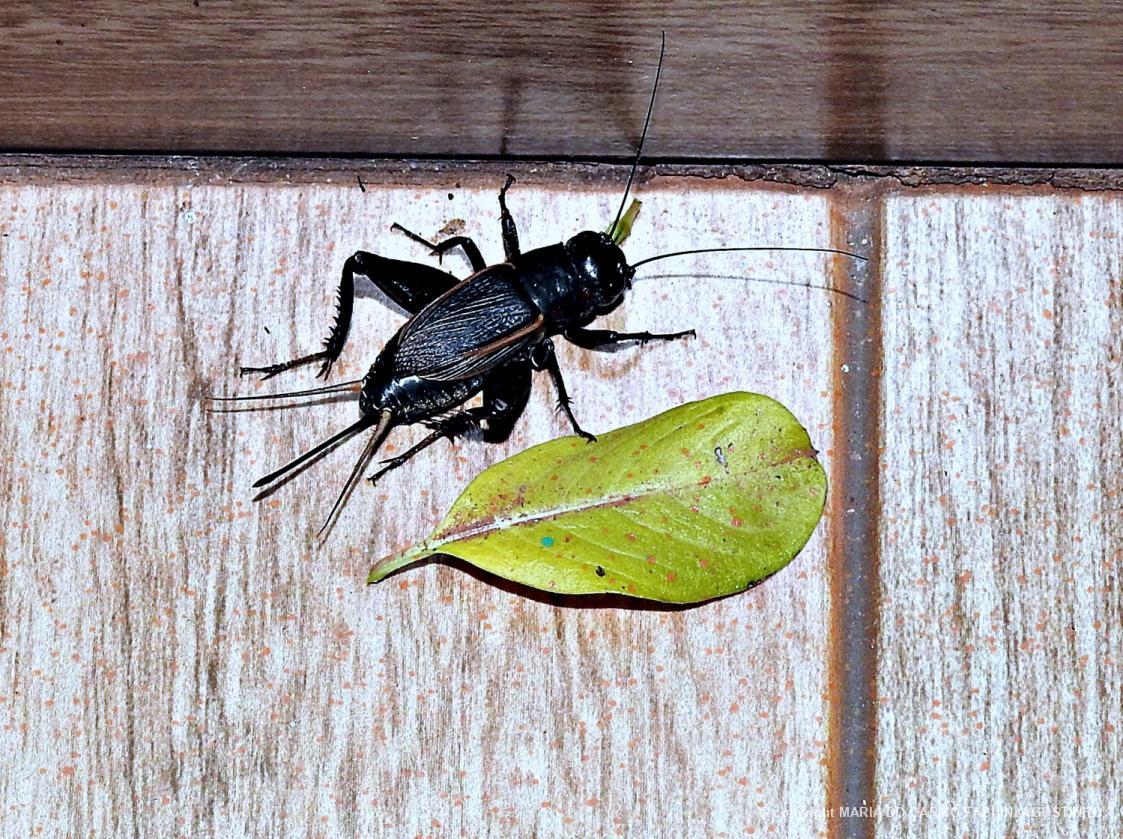 GRYLLUS #79625 - Biofaces - Bring Nature Closer