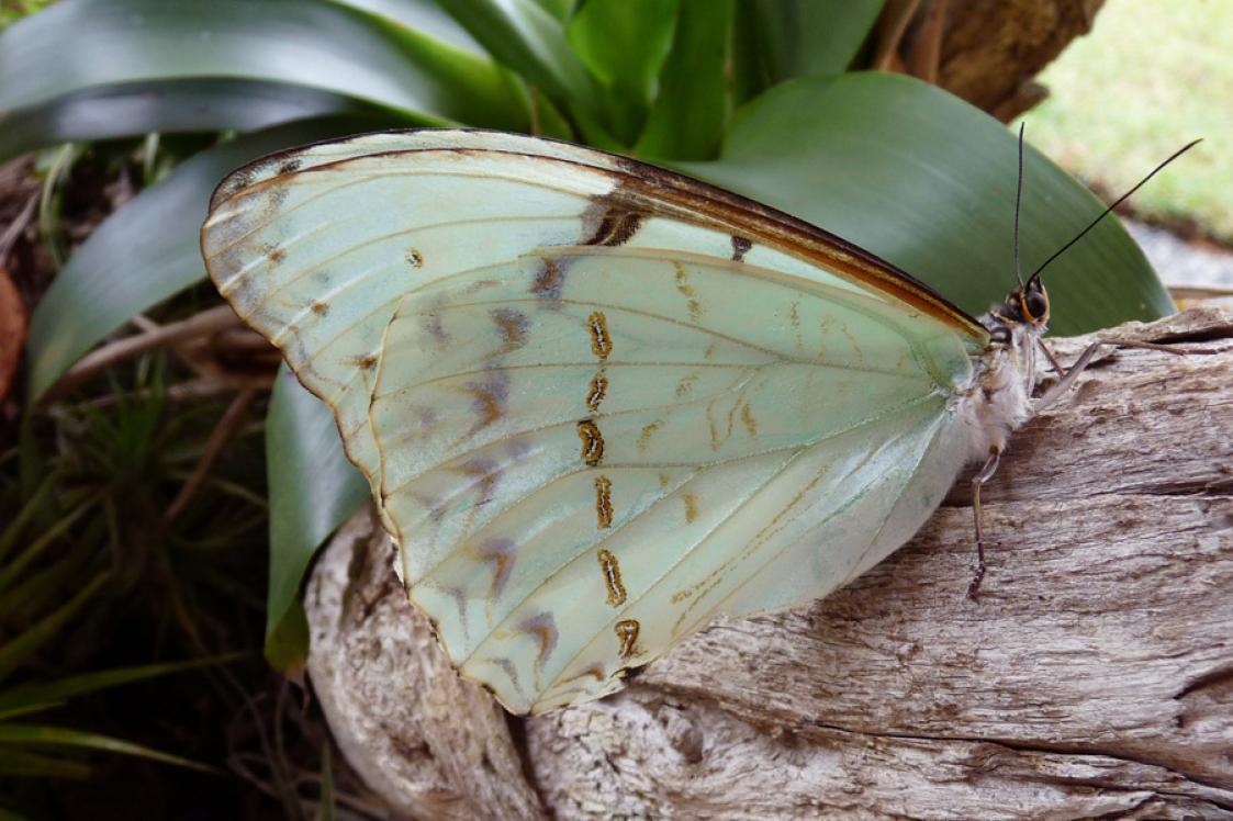 Borboleta #158763 - Biofaces - Bring Nature Closer