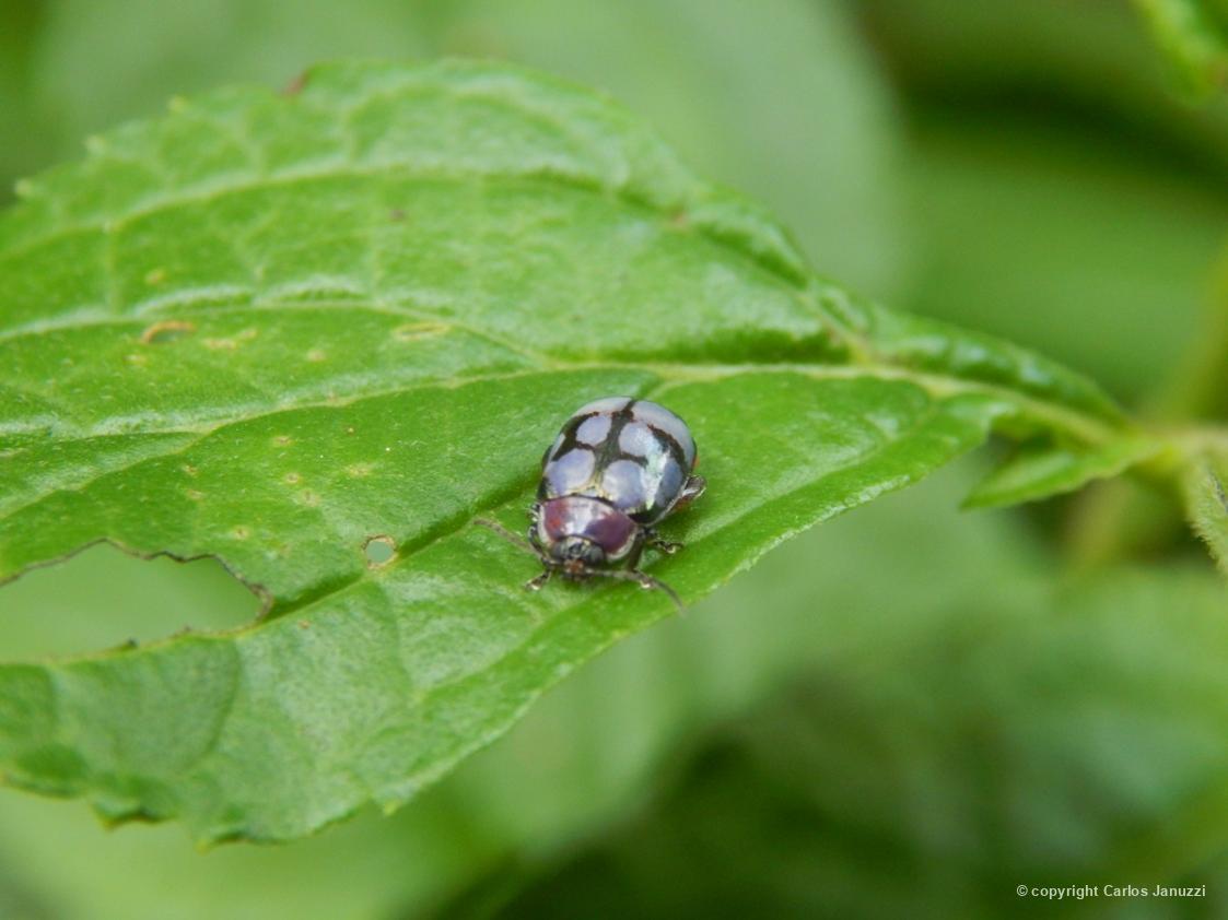 Besouro #99743 - Biofaces - Bring Nature Closer