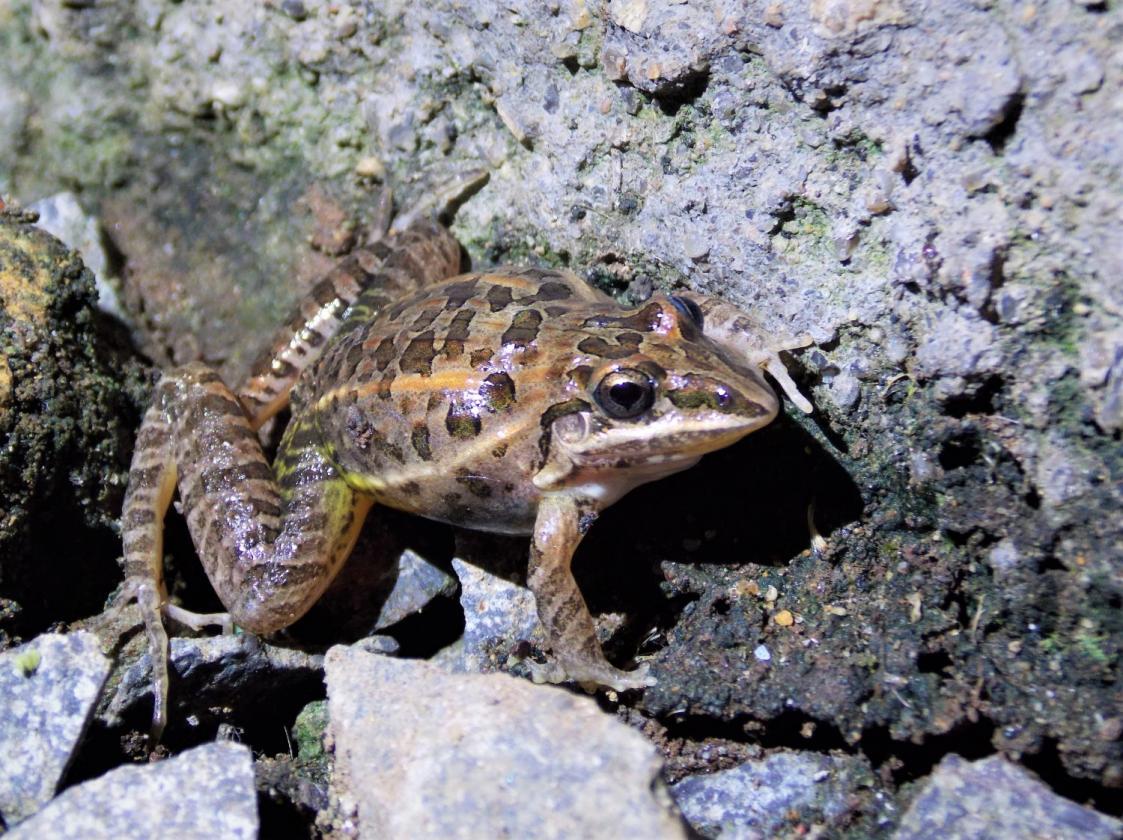 Leptodactylus fuscus - Biofaces - Bring Nature Closer