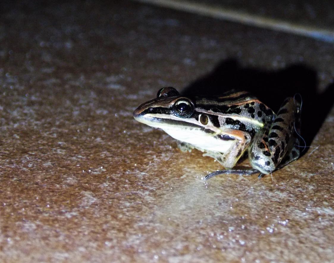 Leptodactylus gracilis - Biofaces - Bring Nature Closer