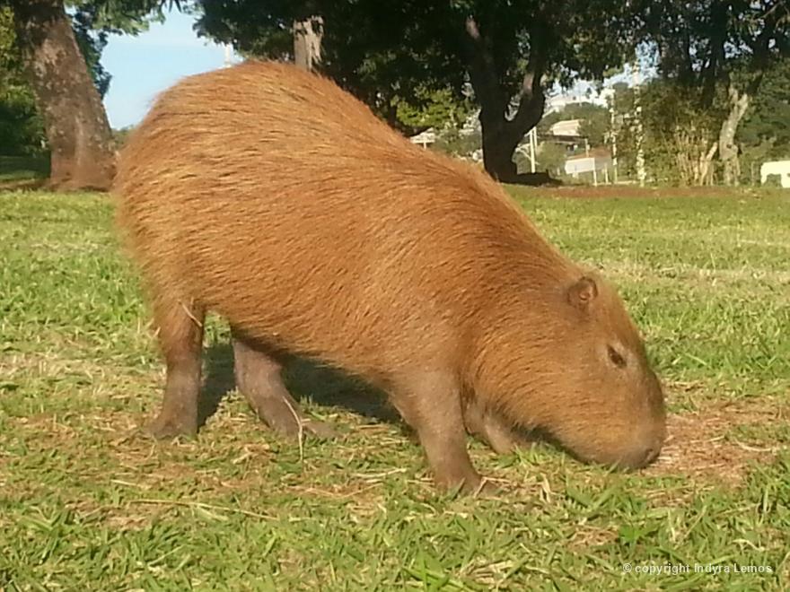 Capivara #84404 - Biofaces - Bring Nature Closer