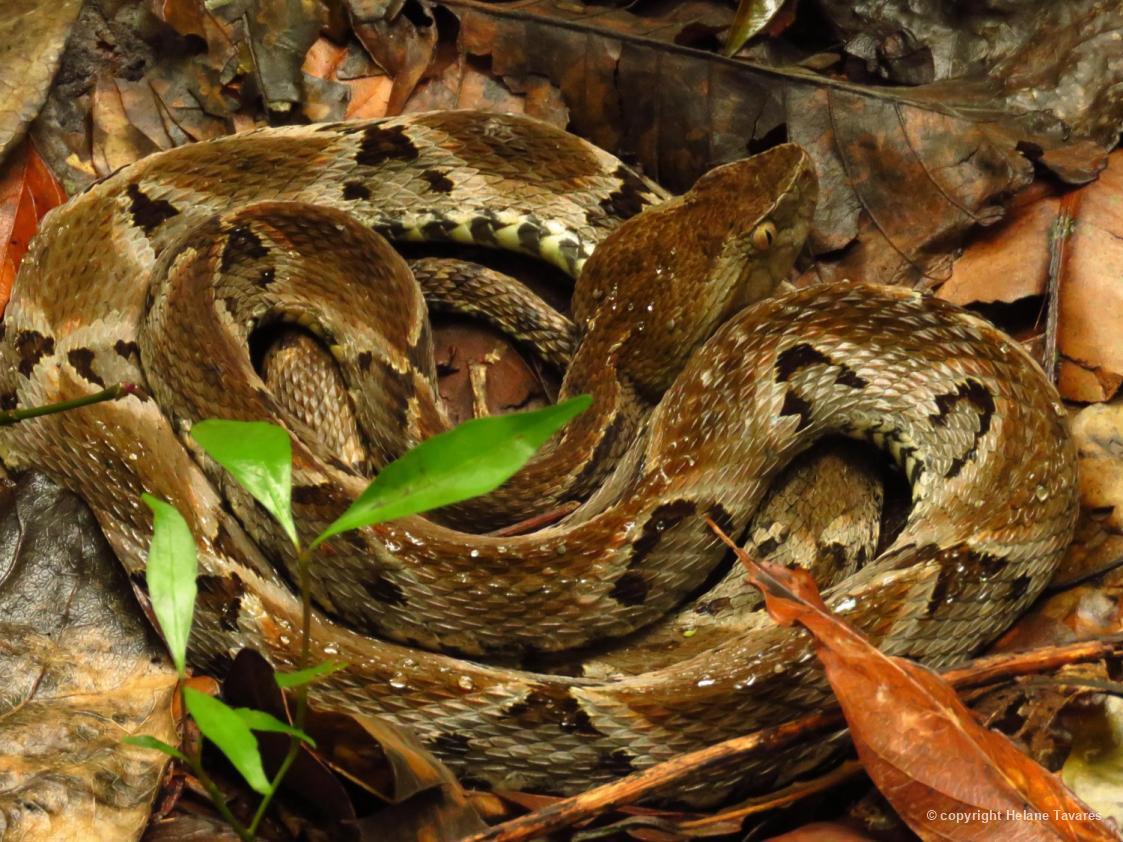 Jararaca #127213 - Biofaces - Bring Nature Closer