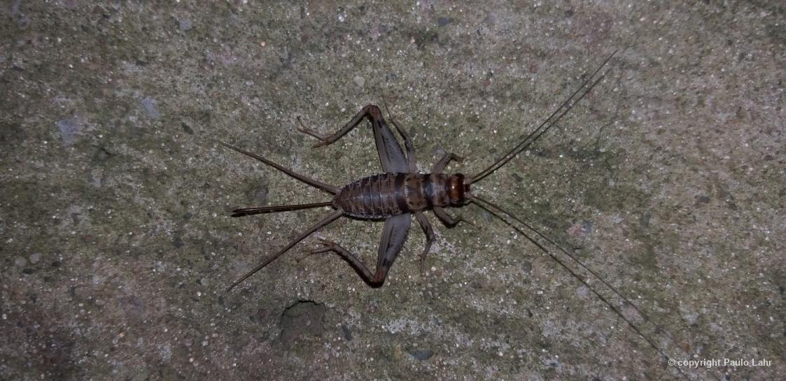 Grilo-doméstico #183322 - Biofaces - Bring Nature Closer