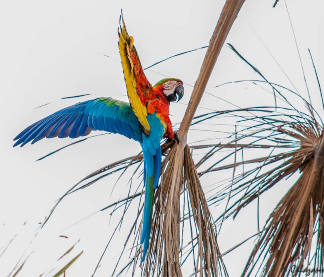 Arara híbrida - Biofaces - Bring Nature Closer
